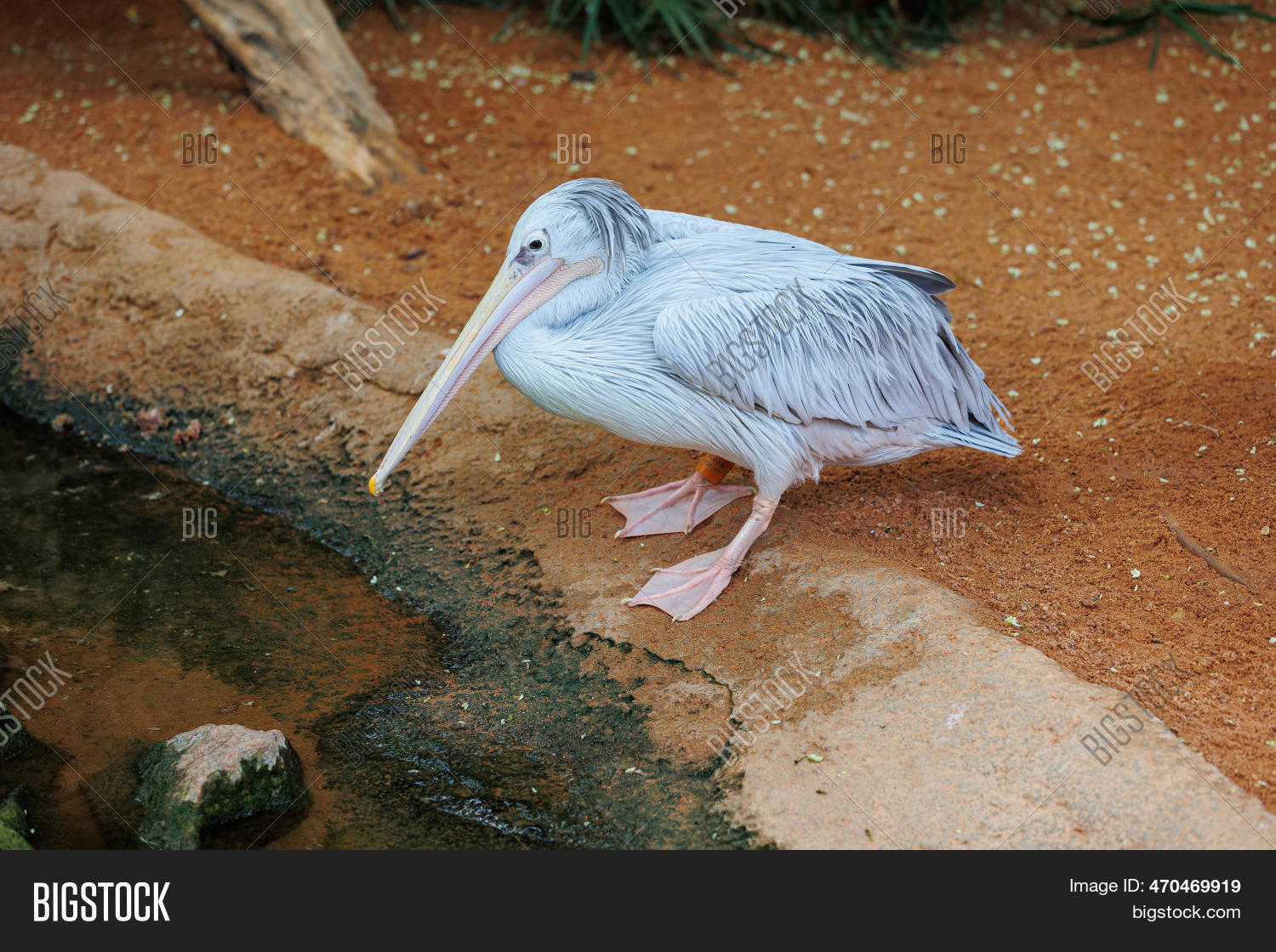 Pink-backed Pelican - Image & Photo (Free Trial) | Bigstock