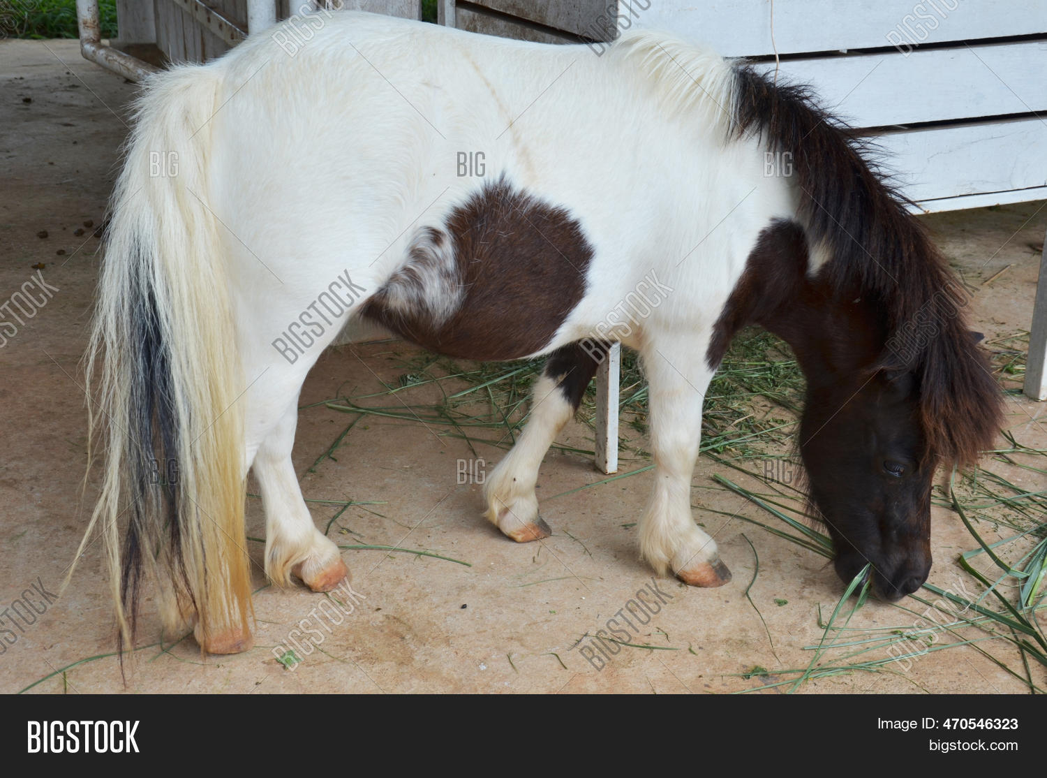 Pony Dwarf Horse Image & Photo (Free Trial) | Bigstock