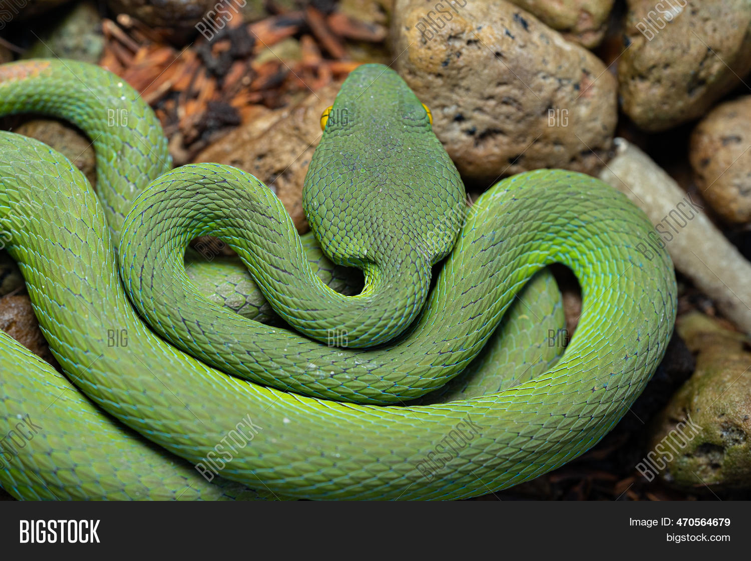 Viper Snake Green Image & Photo (Free Trial) | Bigstock