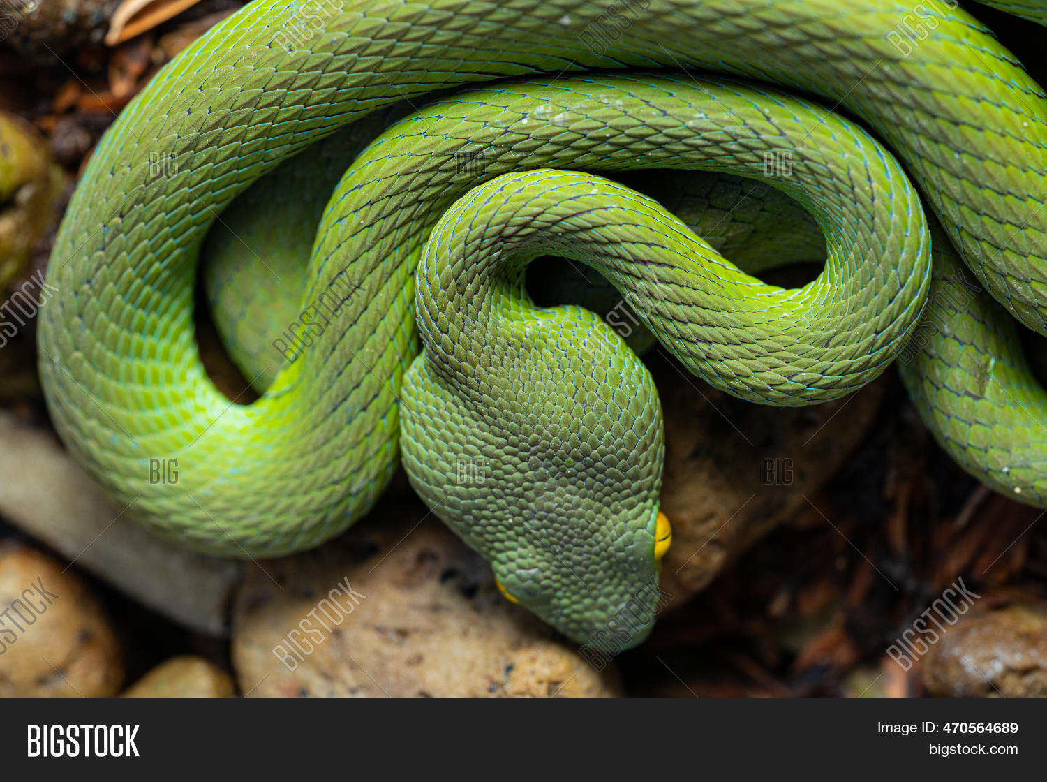 Viper Snake Green Image & Photo (Free Trial) | Bigstock