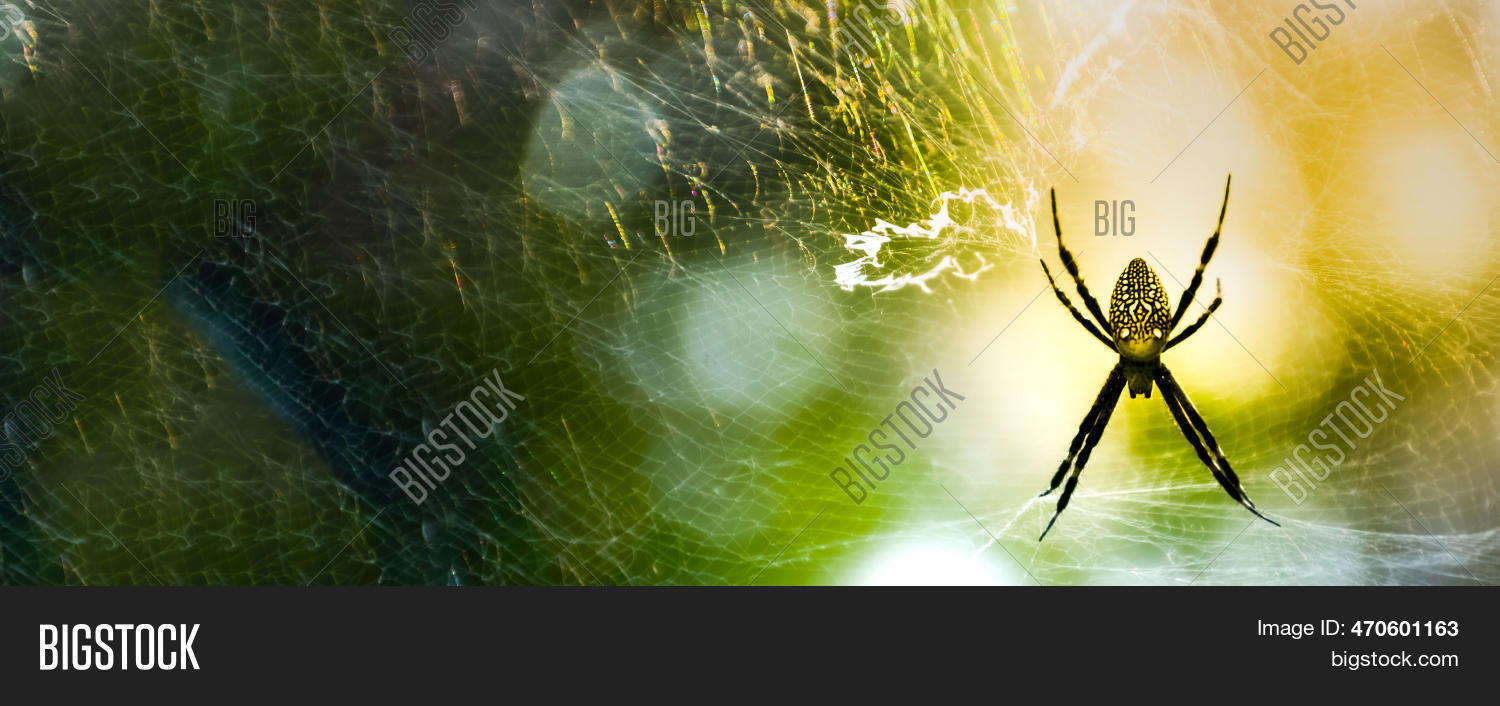 Banner Spider Web Image & Photo (Free Trial) | Bigstock