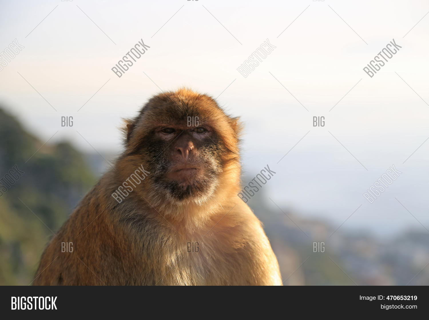 Portrait Magot Against Image & Photo (Free Trial) | Bigstock