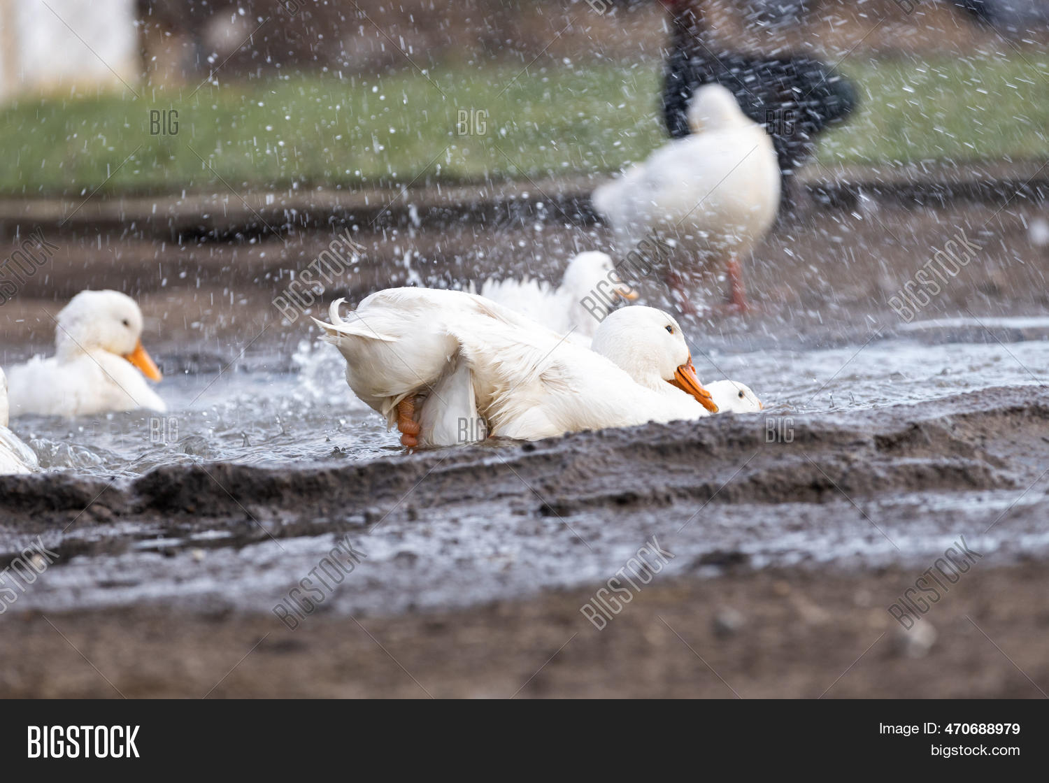 Mating Two White Ducks Image & Photo (Free Trial) | Bigstock
