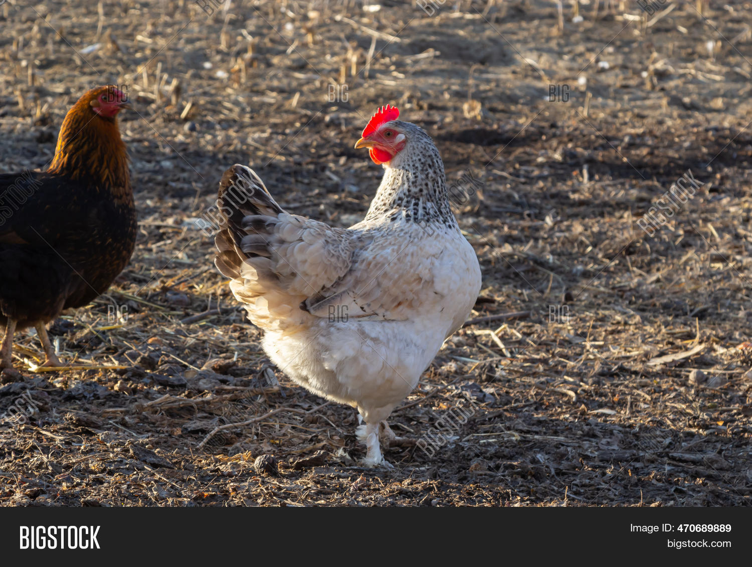 Red Hen On Farm. Image & Photo (Free Trial) | Bigstock