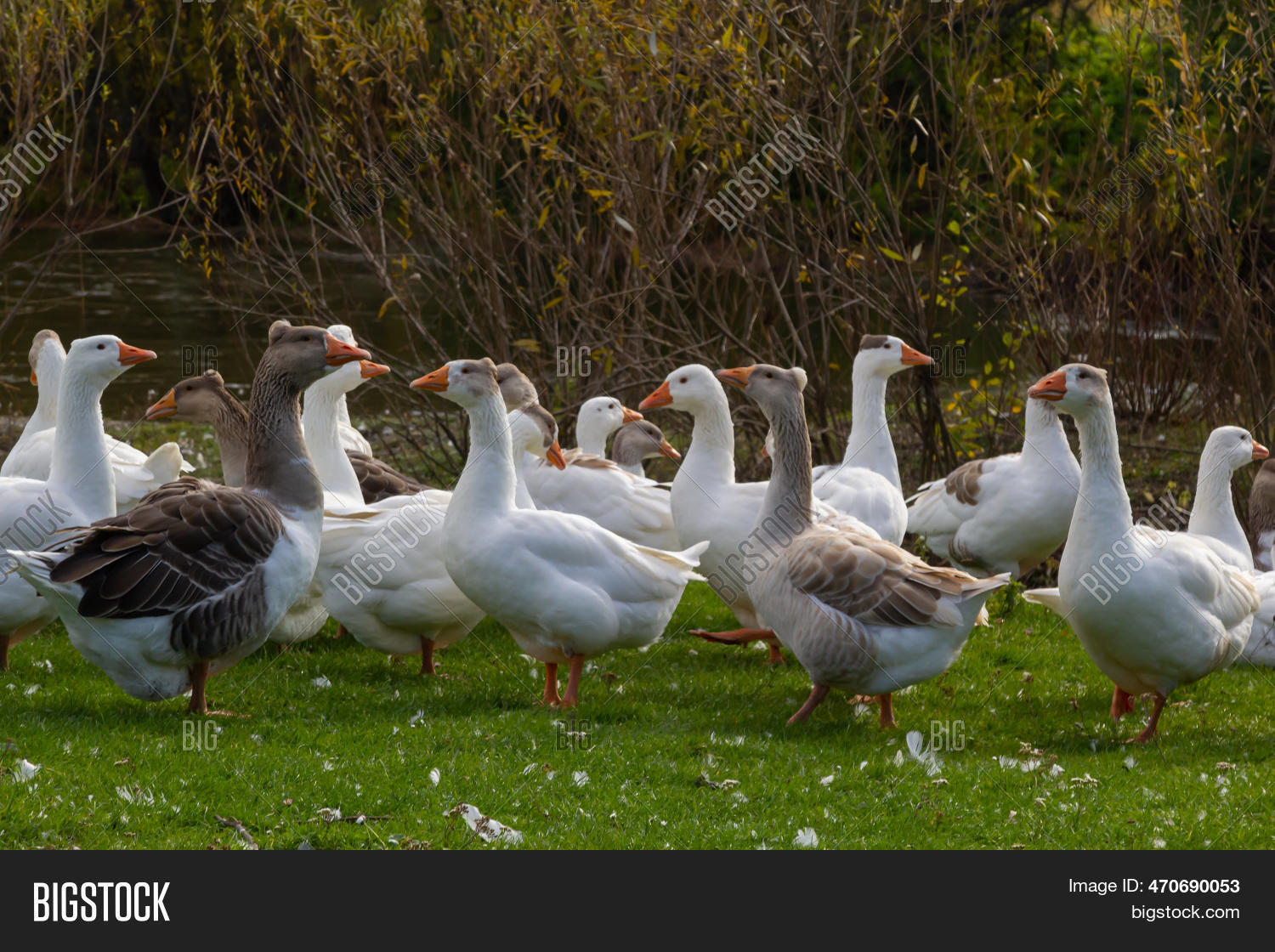 Gray Beautiful Geese Image & Photo (Free Trial) | Bigstock