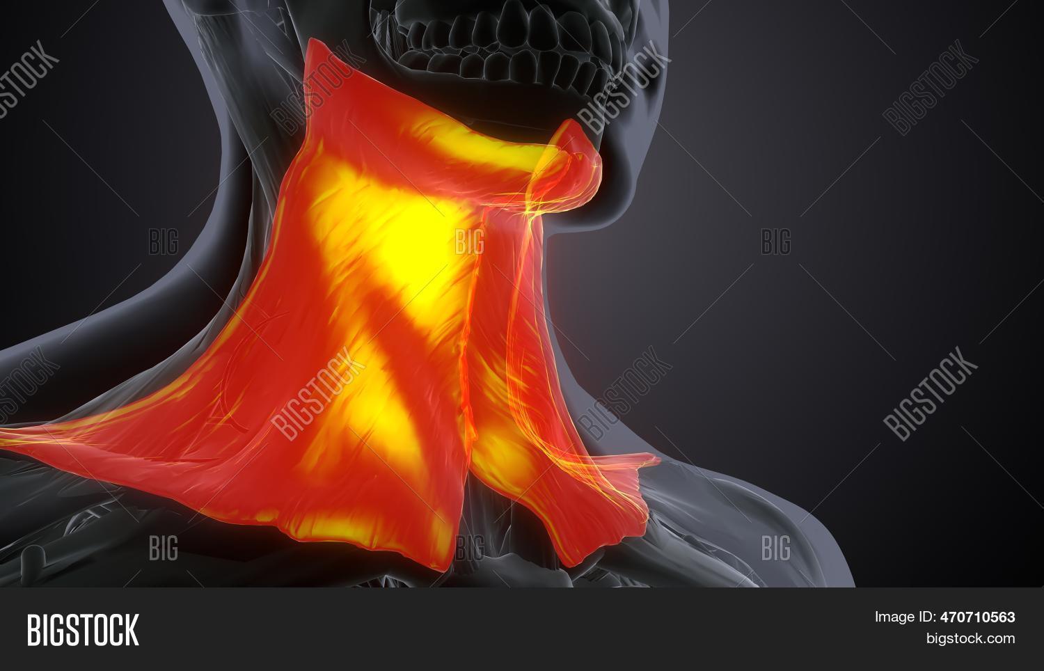 Human Body Platysma Image & Photo (Free Trial) | Bigstock