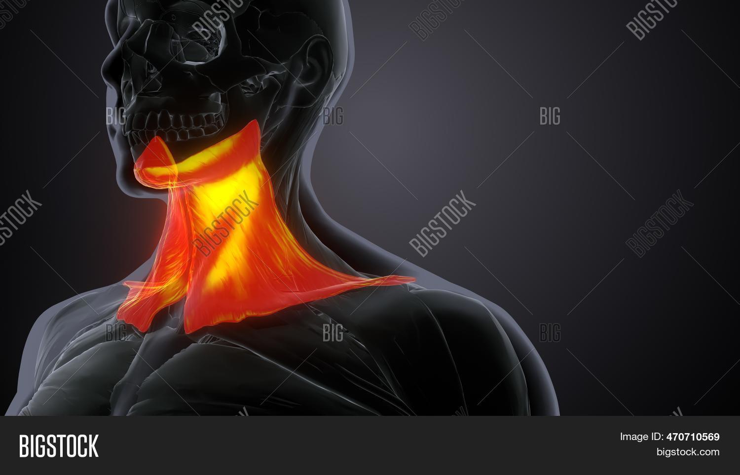 Human Body Platysma Image & Photo (Free Trial) | Bigstock