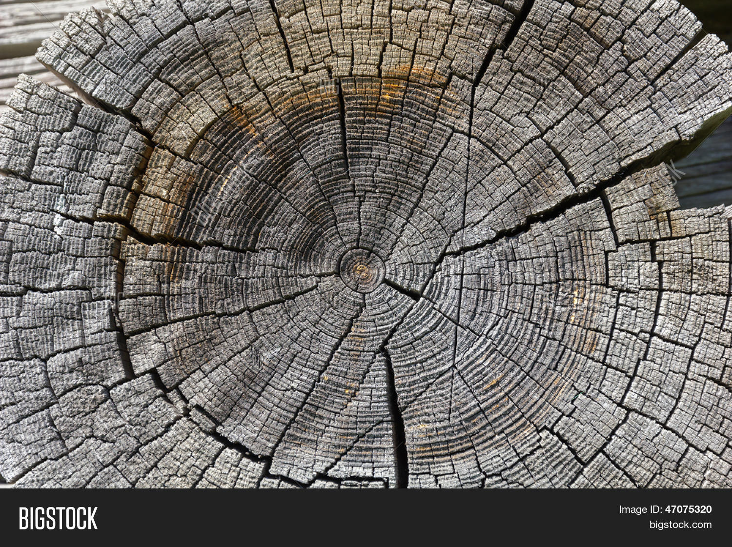 Wood Cross Section Image & Photo (Free Trial) | Bigstock