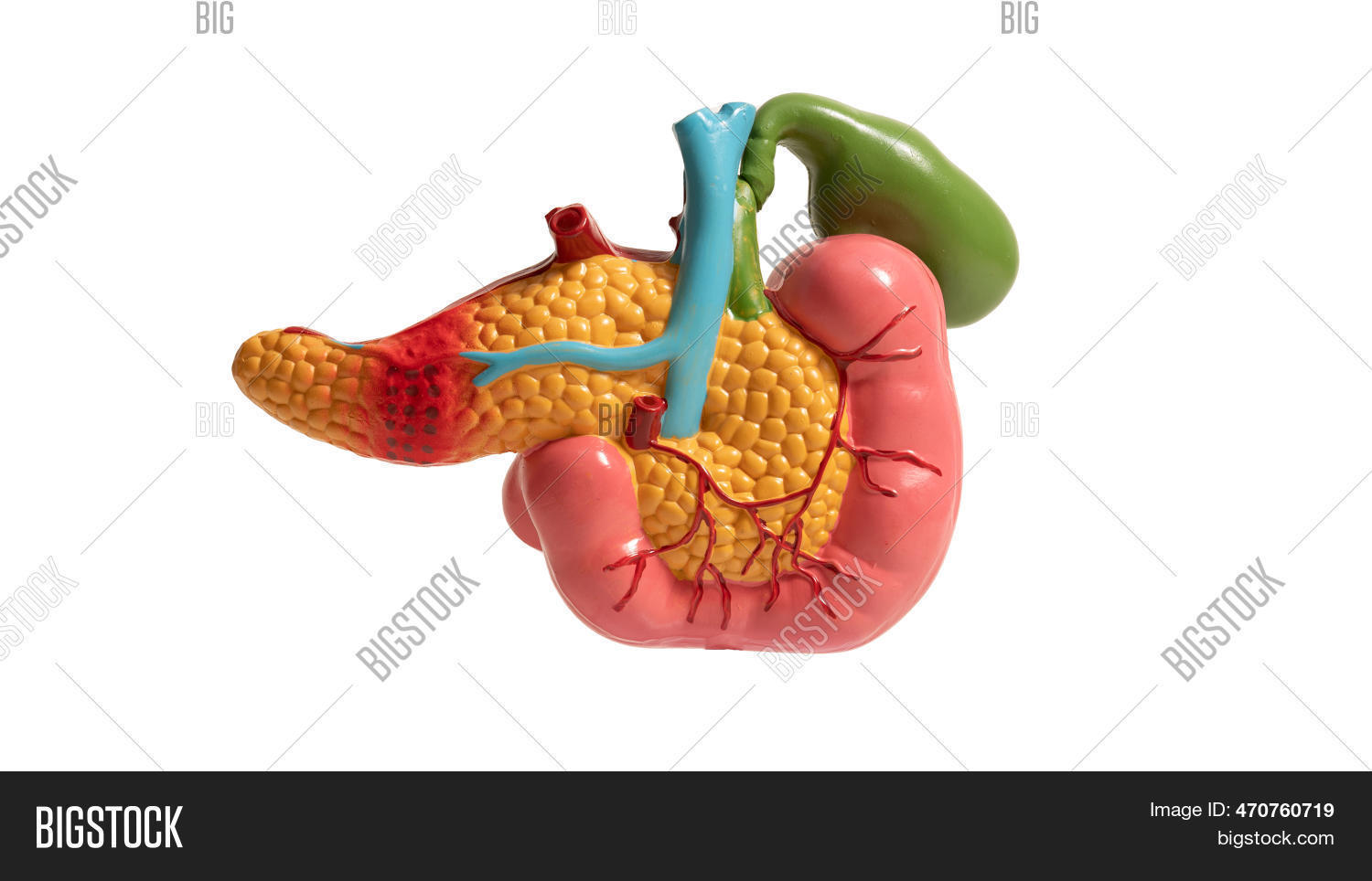 Photo Pancreas Mockup Image & Photo (Free Trial) | Bigstock