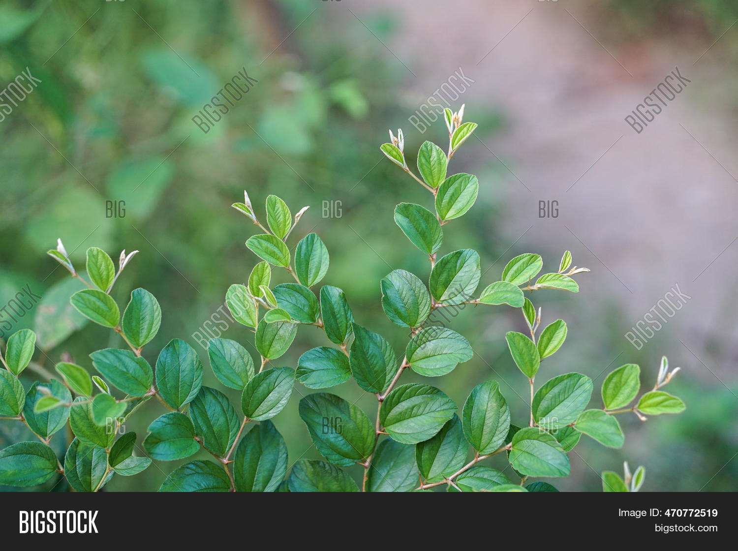 Indian Jujube Tree Image & Photo (Free Trial) | Bigstock