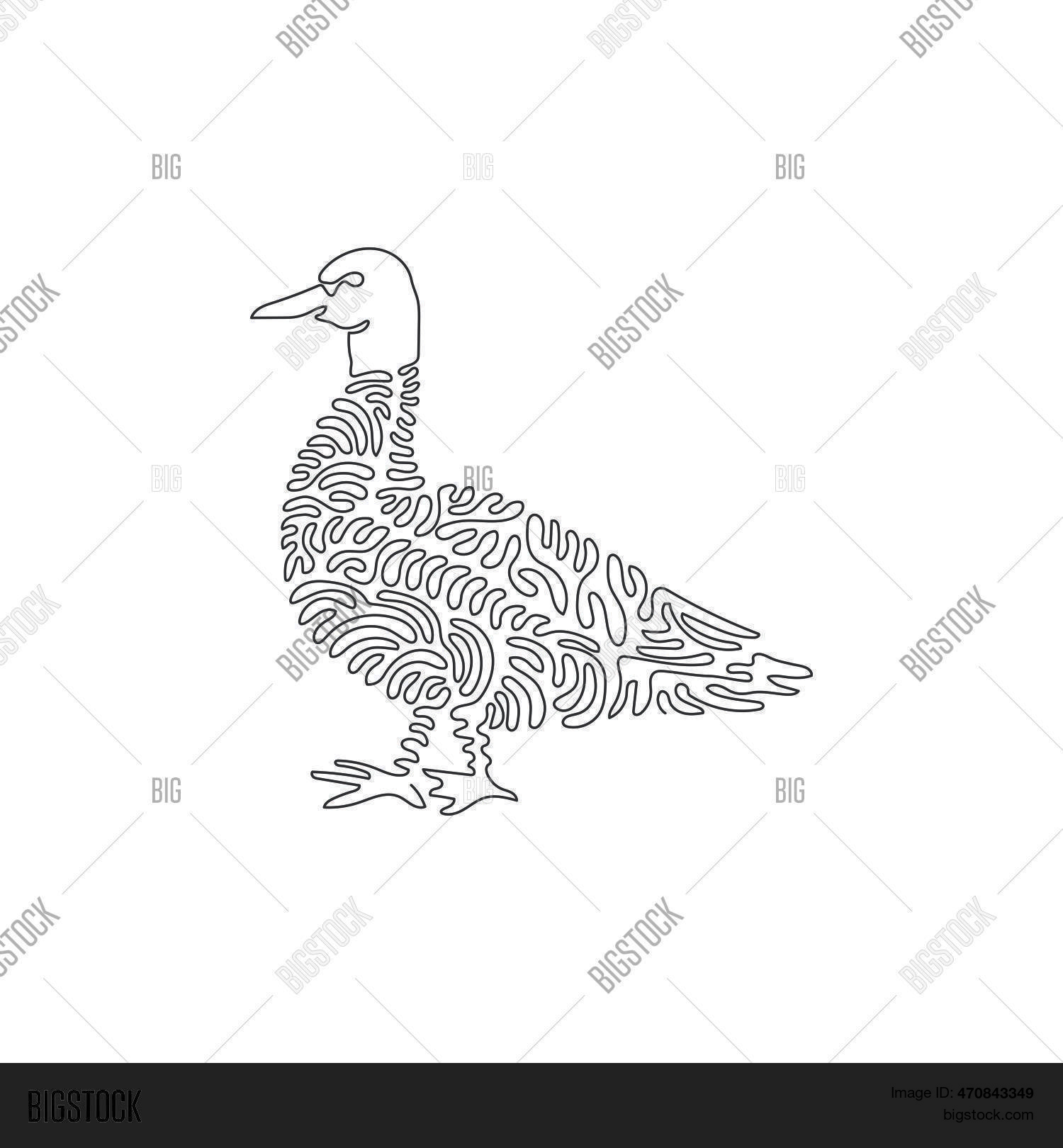 Single Curly Line Vector & Photo (Free Trial) | Bigstock