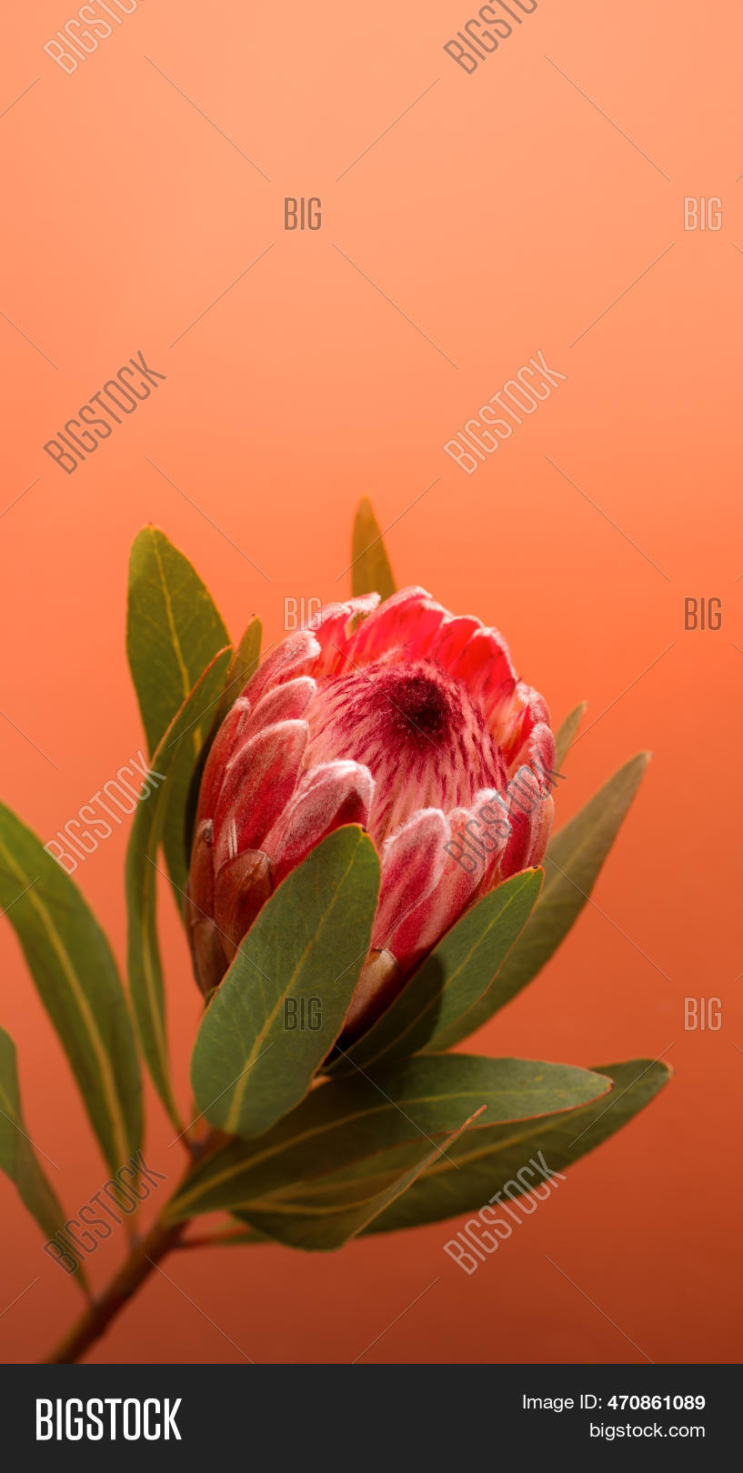 Beautiful Protea Image & Photo (Free Trial) | Bigstock