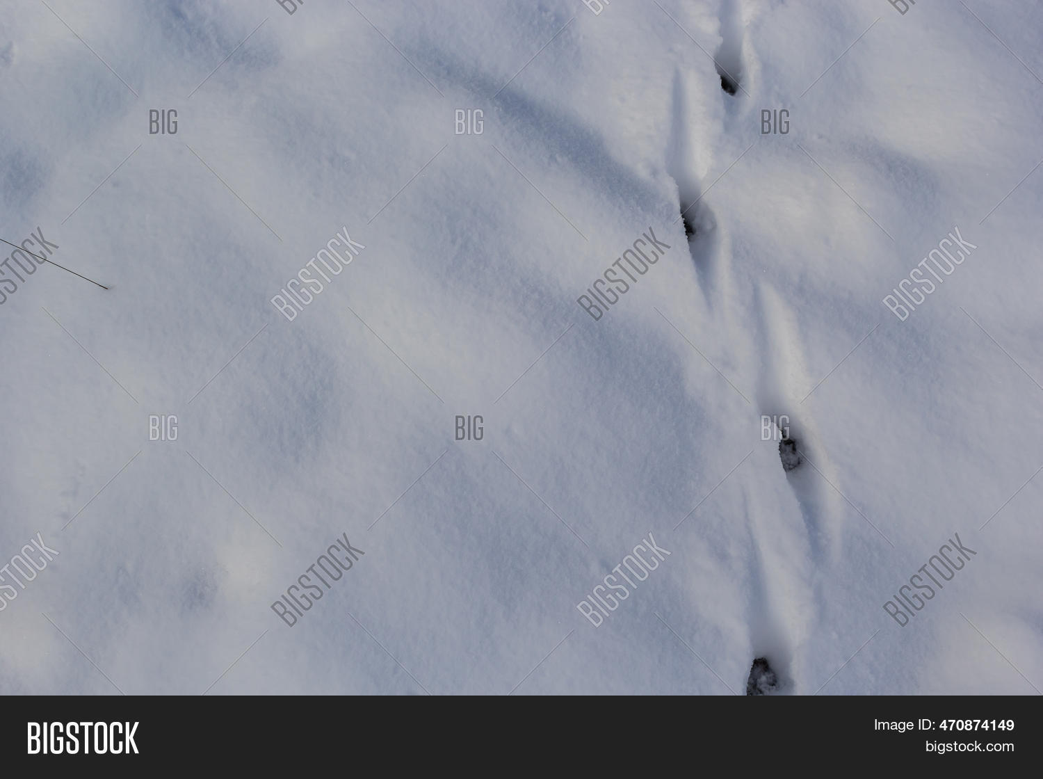 Animal Tracks Snow, Image & Photo (Free Trial) | Bigstock