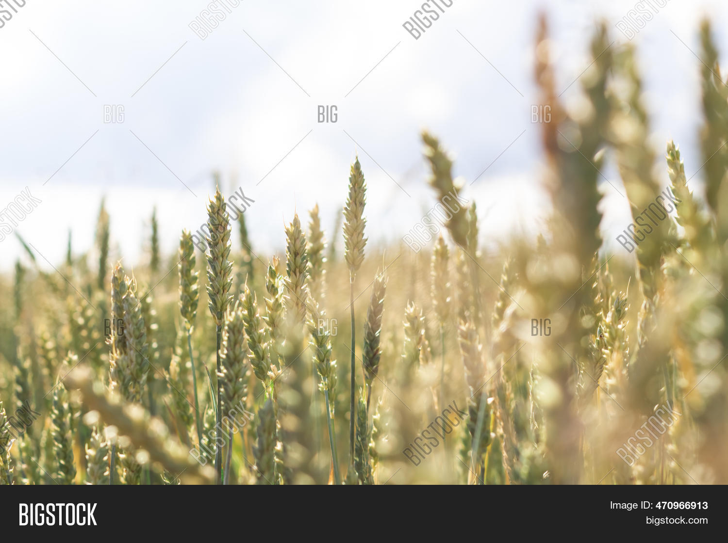 Wheat Field Image. Image & Photo (Free Trial) | Bigstock