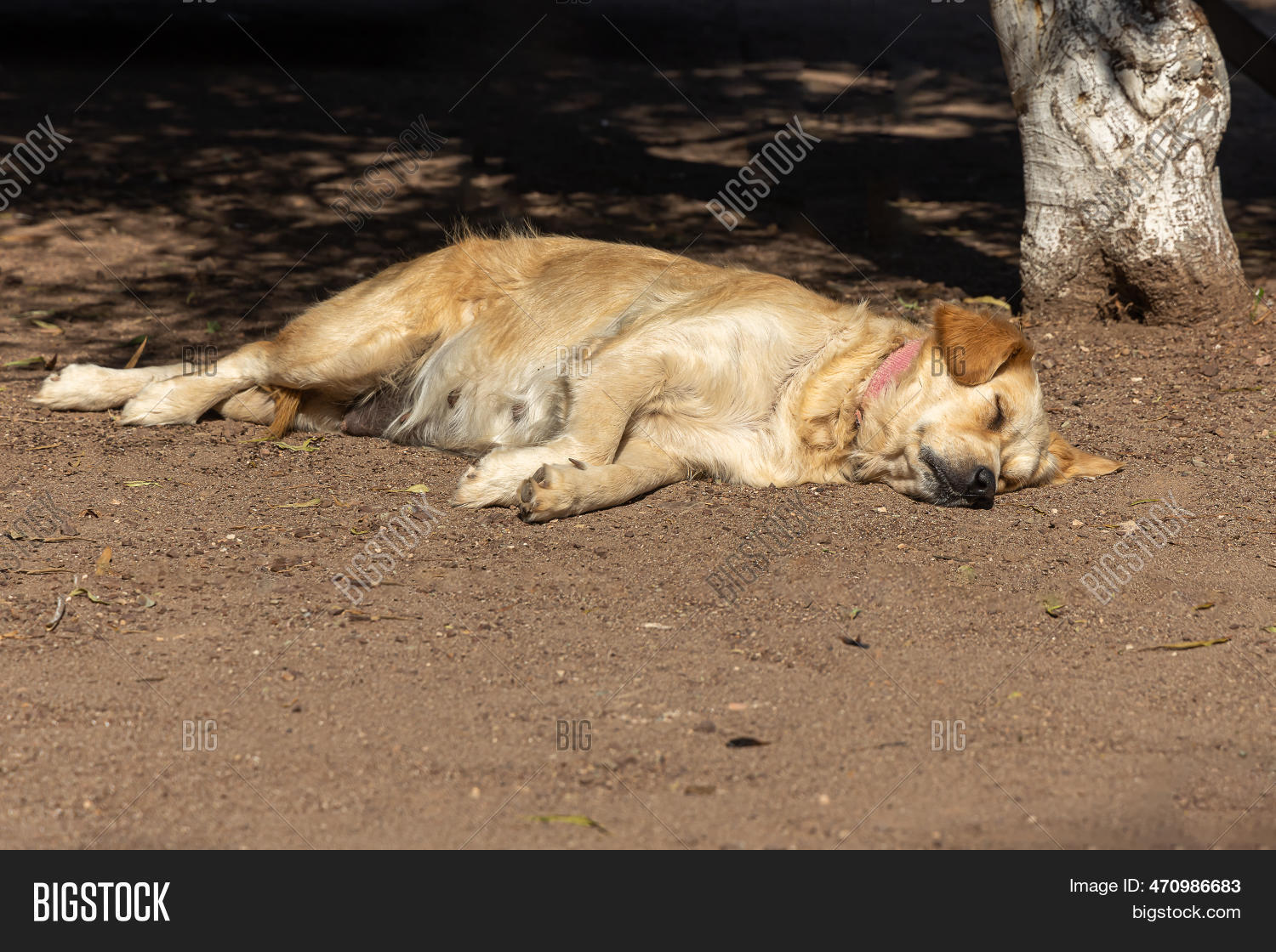 Beautiful Big Red Image & Photo (Free Trial) | Bigstock