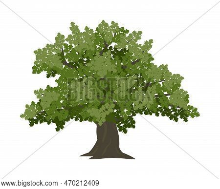 Vector Drawing Oak Vector & Photo (Free Trial) | Bigstock