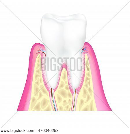 Tooth Anatomy. Vector & Photo (Free Trial) | Bigstock