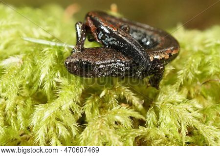 Natural Closeup On Image & Photo (Free Trial) | Bigstock