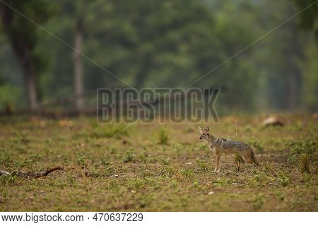 Golden Jackal Canis Image & Photo (Free Trial) | Bigstock