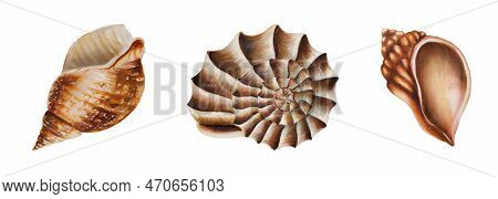 Watercolor Set Shells Image & Photo (Free Trial) | Bigstock