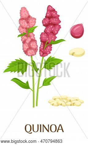 Quinoa Plant Drawing