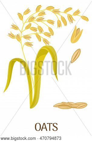 Oats Cartoon Vector & Photo (Free Trial) | Bigstock