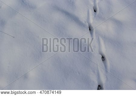 Animal Tracks Snow, Image & Photo (Free Trial) | Bigstock