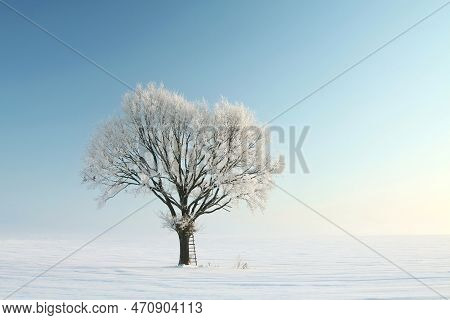 Winter Tree Sunrise Image & Photo (Free Trial) | Bigstock