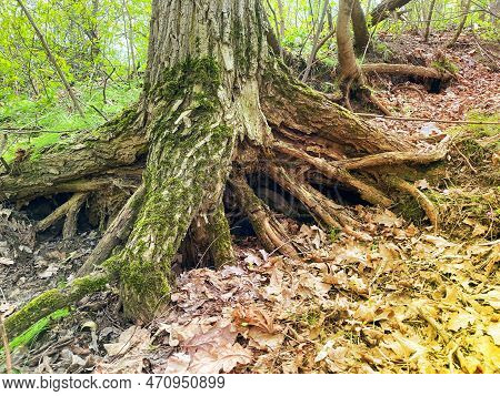 Tree Roots Sunshine Image & Photo (Free Trial) | Bigstock