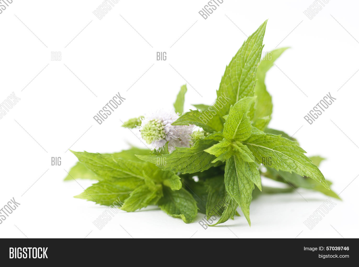Mint Flowers Image & Photo (Free Trial) | Bigstock