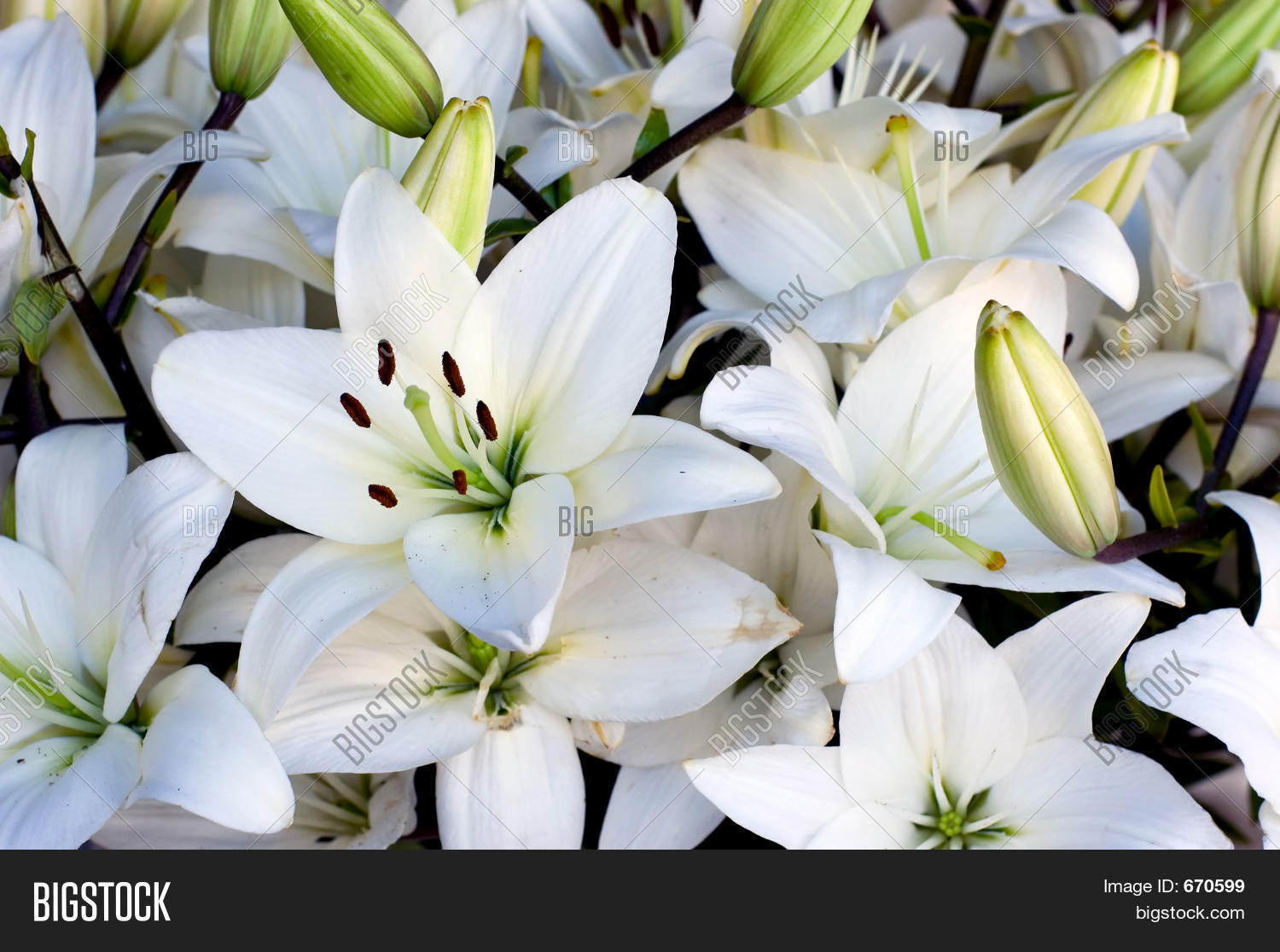 Lily Background Image & Photo (Free Trial) | Bigstock