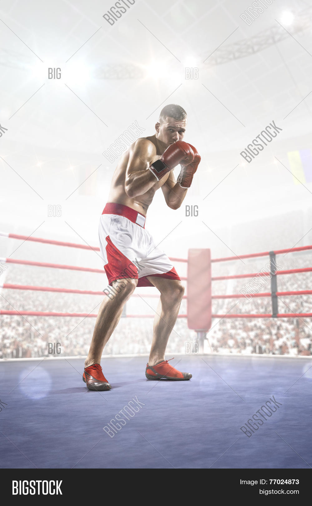 Professional Boxer Image & Photo (Free Trial) | Bigstock