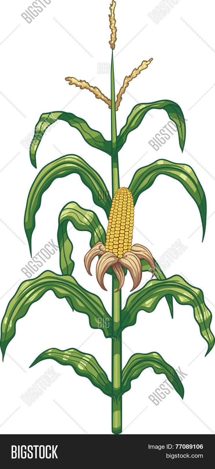 Cartoon Corn Plant. Vector & Photo (Free Trial) | Bigstock
