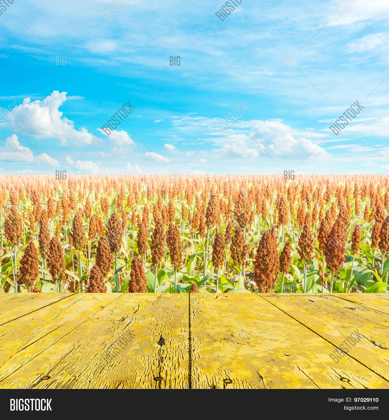 Image Sorghum Field Image & Photo (Free Trial) | Bigstock