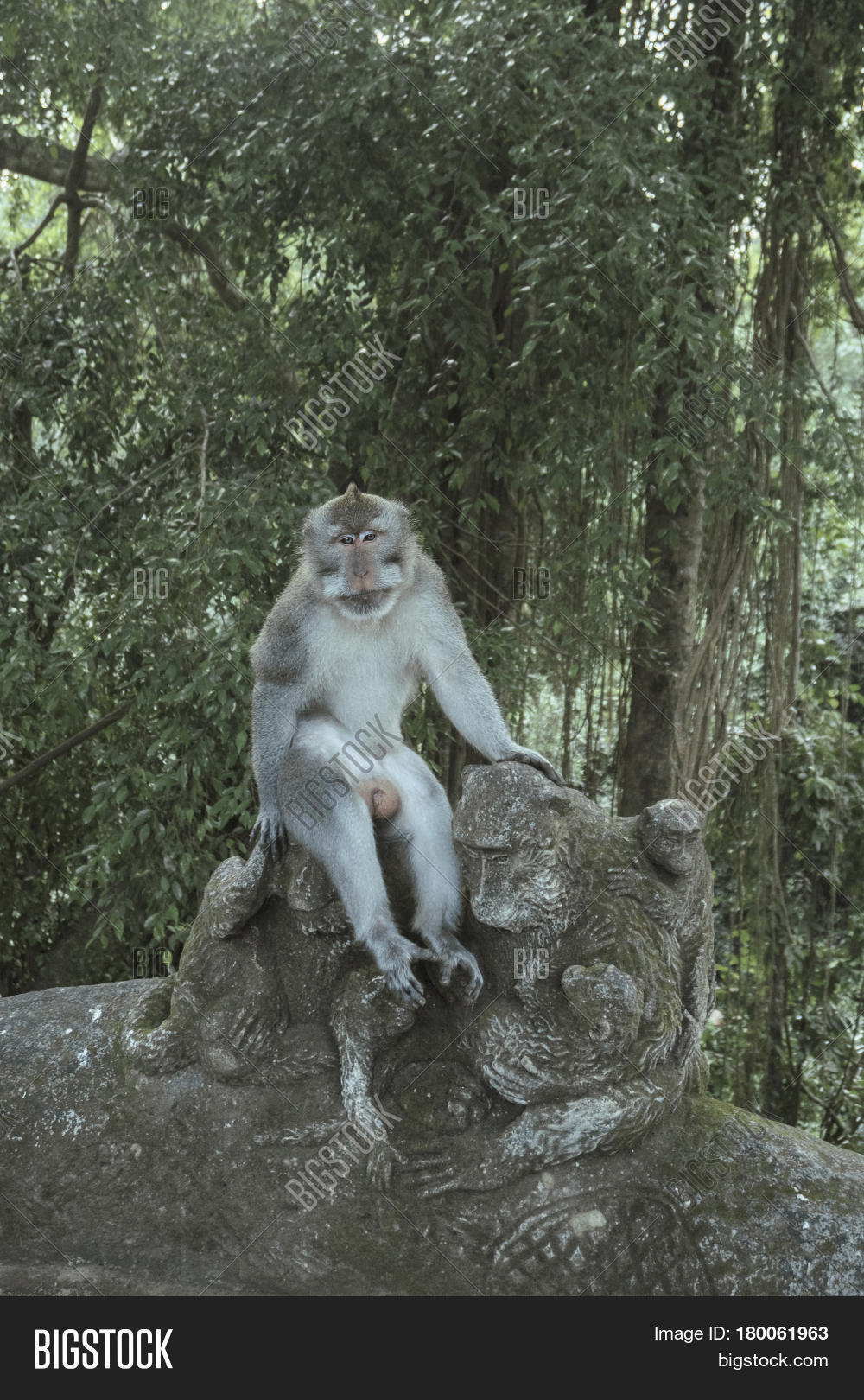 Balinese Long-Tailed Image & Photo (Free Trial) | Bigstock