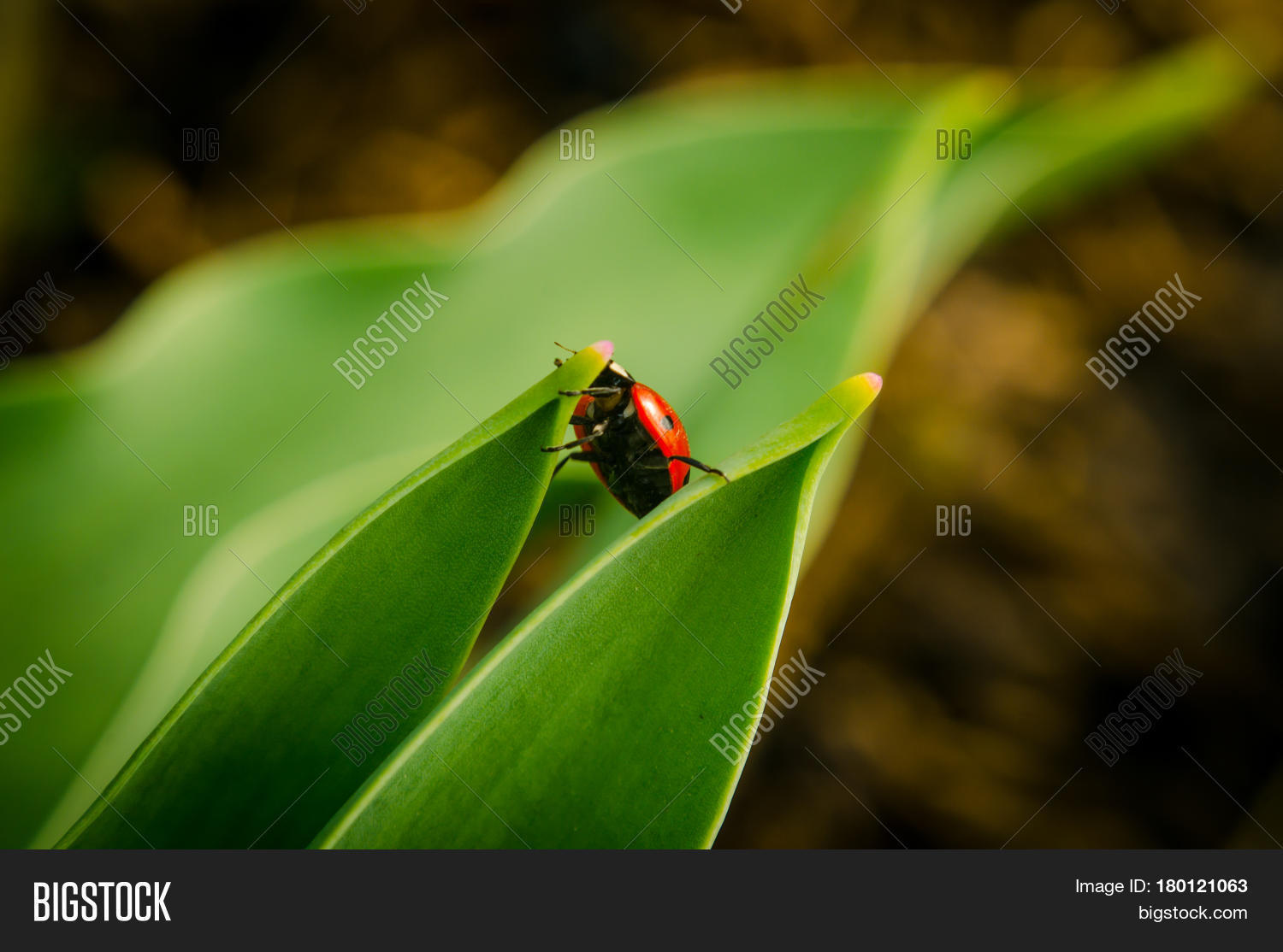 Side Wild Red Ladybug Image & Photo (Free Trial) | Bigstock
