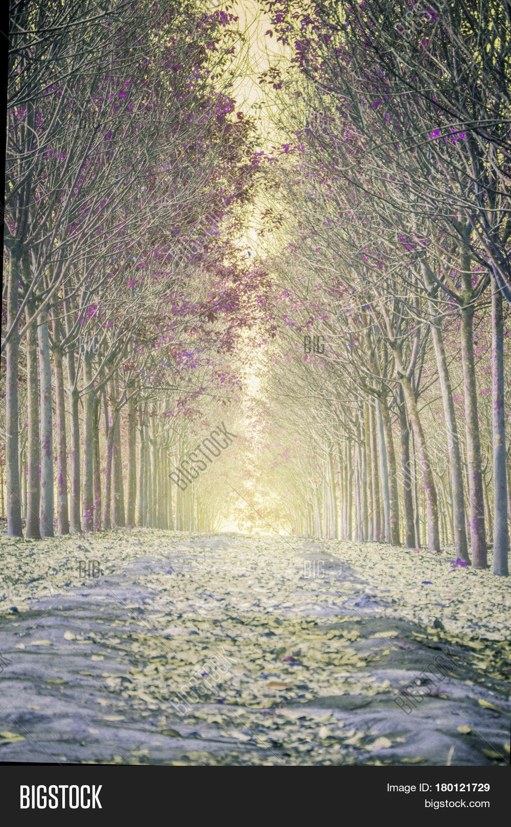 Beautiful Morning Image & Photo (Free Trial) | Bigstock