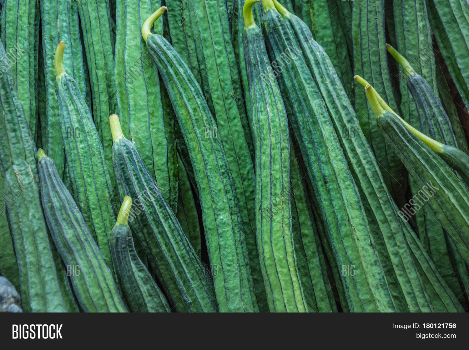 Fresh Angled Loofah Image & Photo (Free Trial) | Bigstock