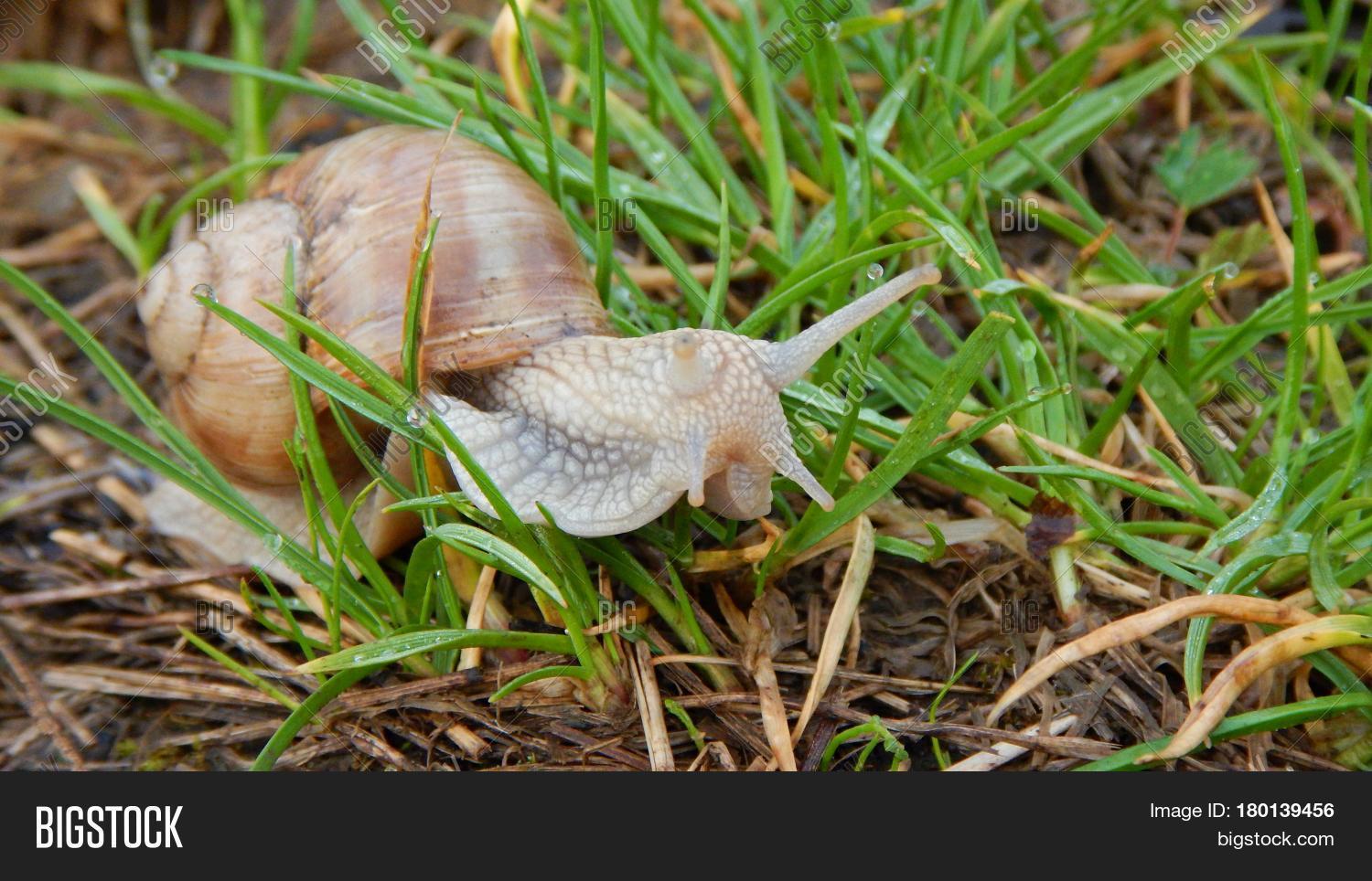 Snail Shell House Image & Photo (Free Trial) | Bigstock