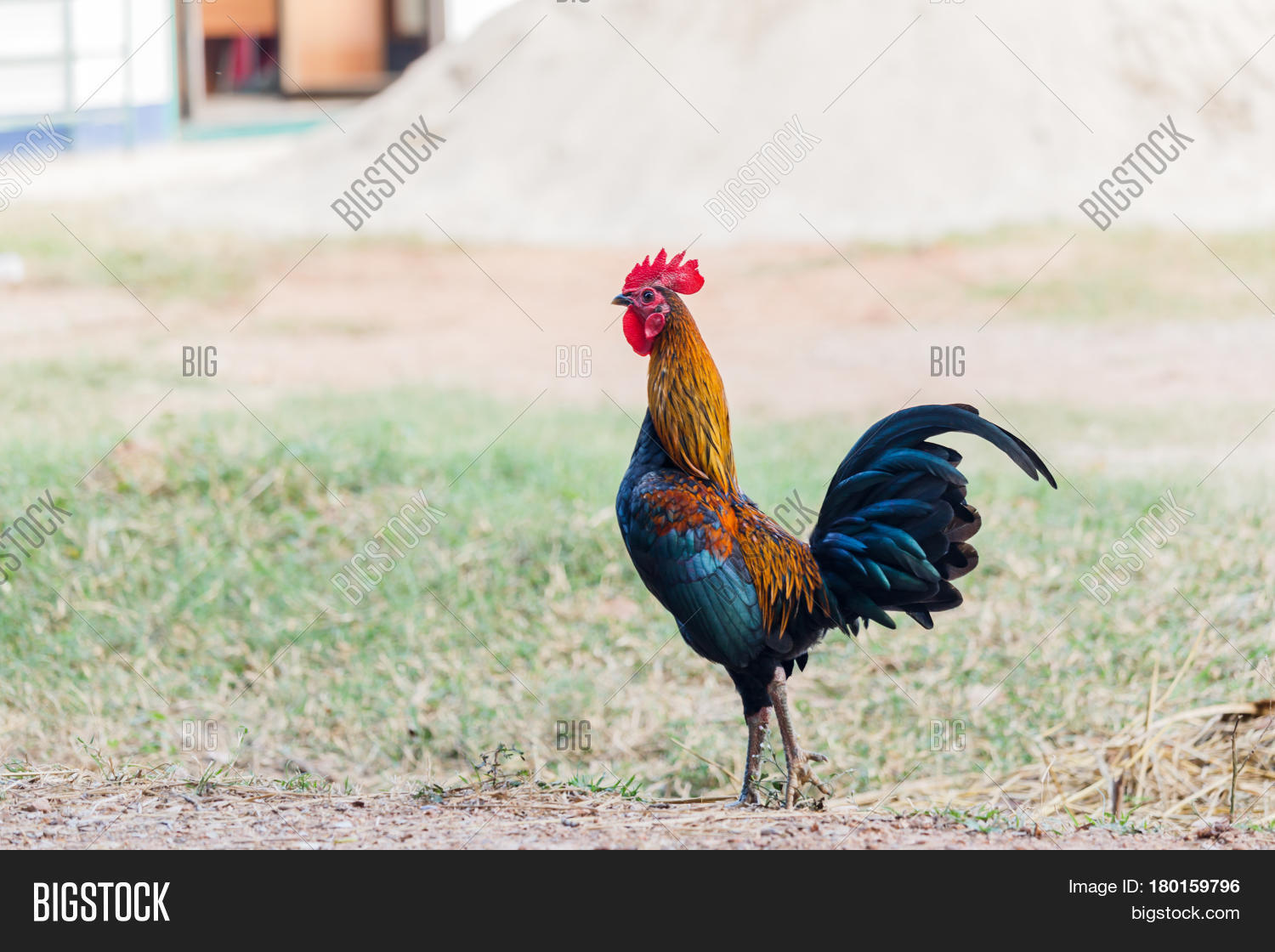 Rooster (Male Chicken Image & Photo (Free Trial) | Bigstock