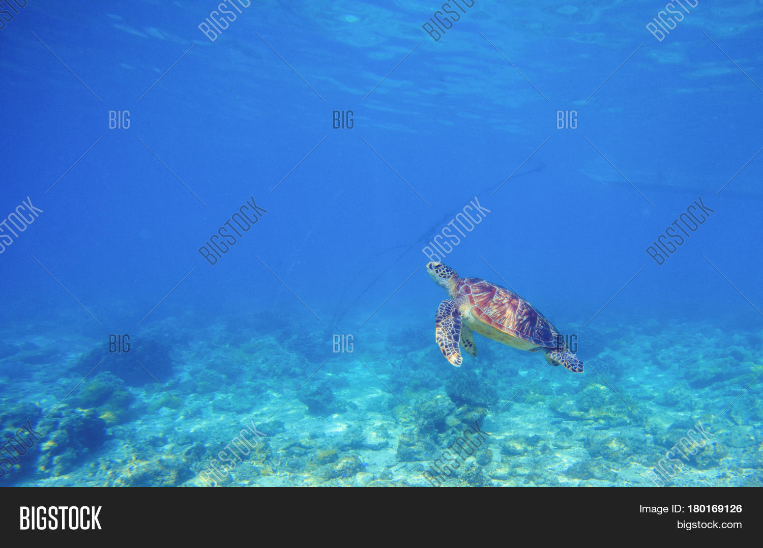 Sea Turtle Shallow Image & Photo (Free Trial) | Bigstock