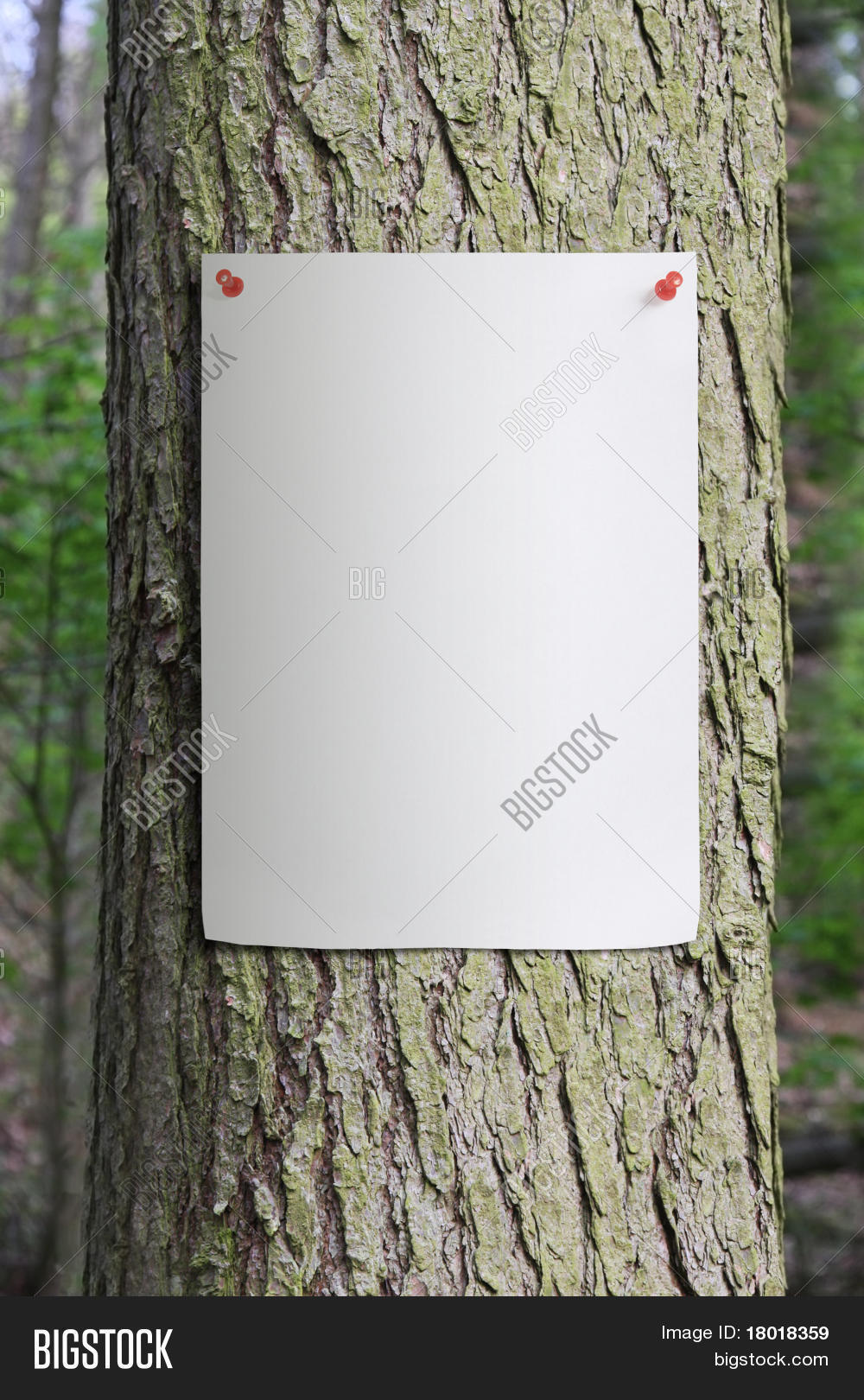 Tree Trunk Poster Image & Photo (Free Trial) | Bigstock