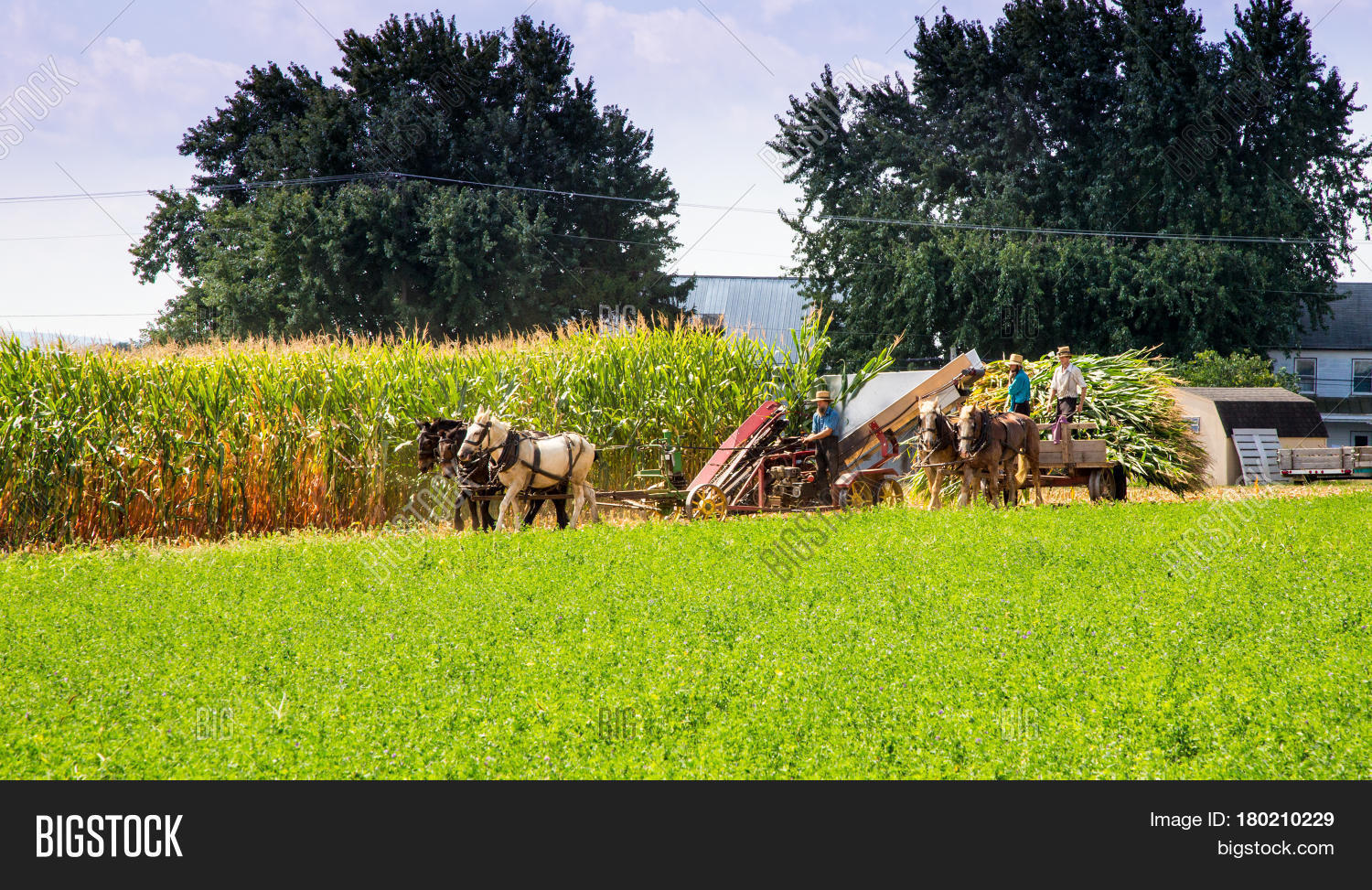 Harvesting Amish Way Image & Photo (Free Trial) | Bigstock