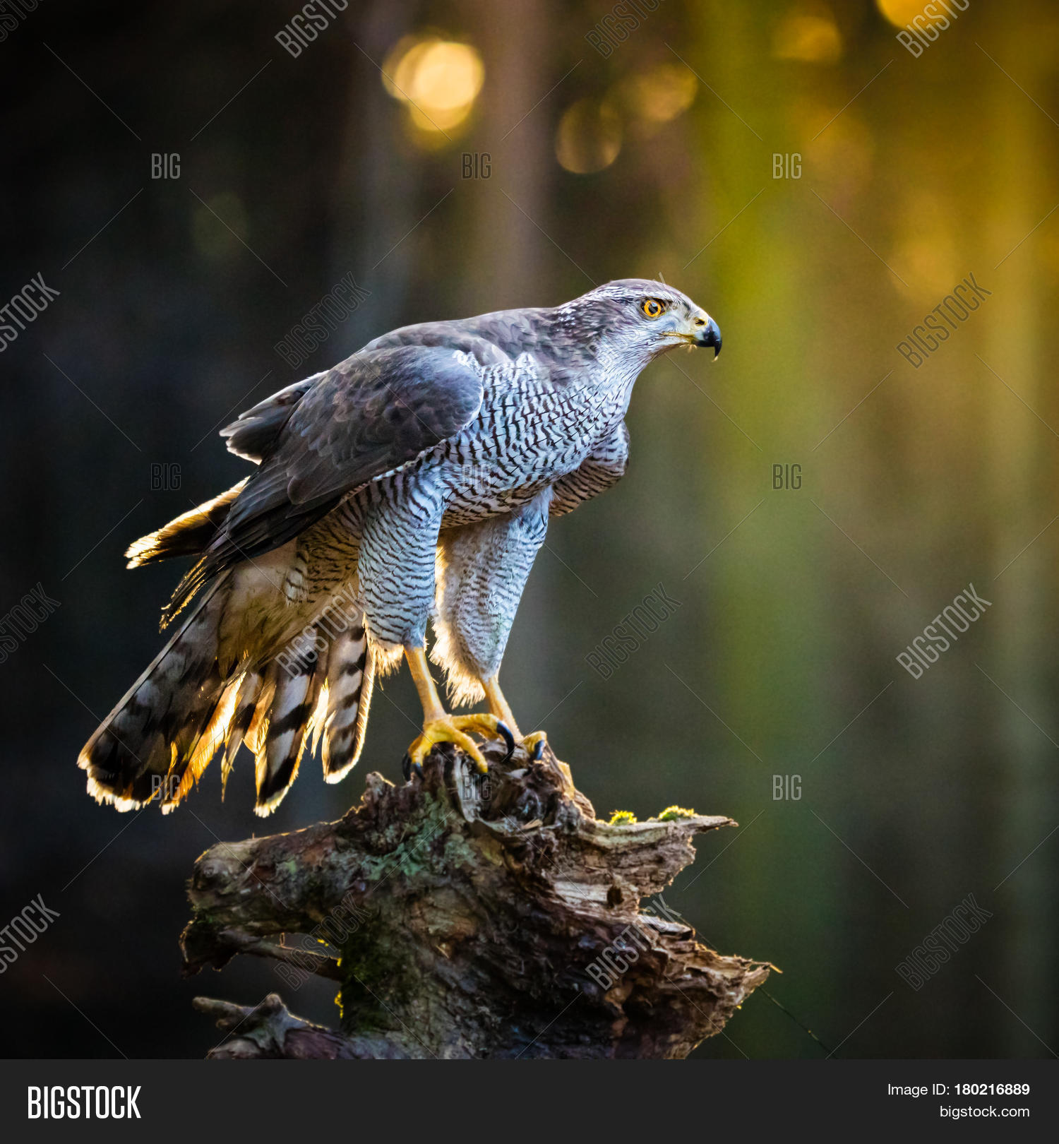 Male Goshawk ( Image & Photo (Free Trial) | Bigstock