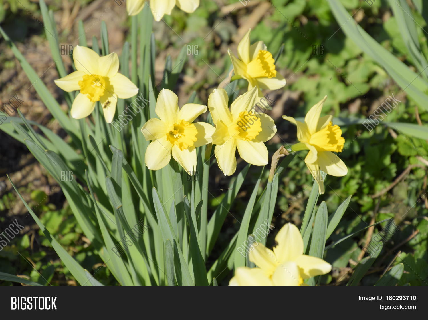 Early Spring Bulb Flower Yellow