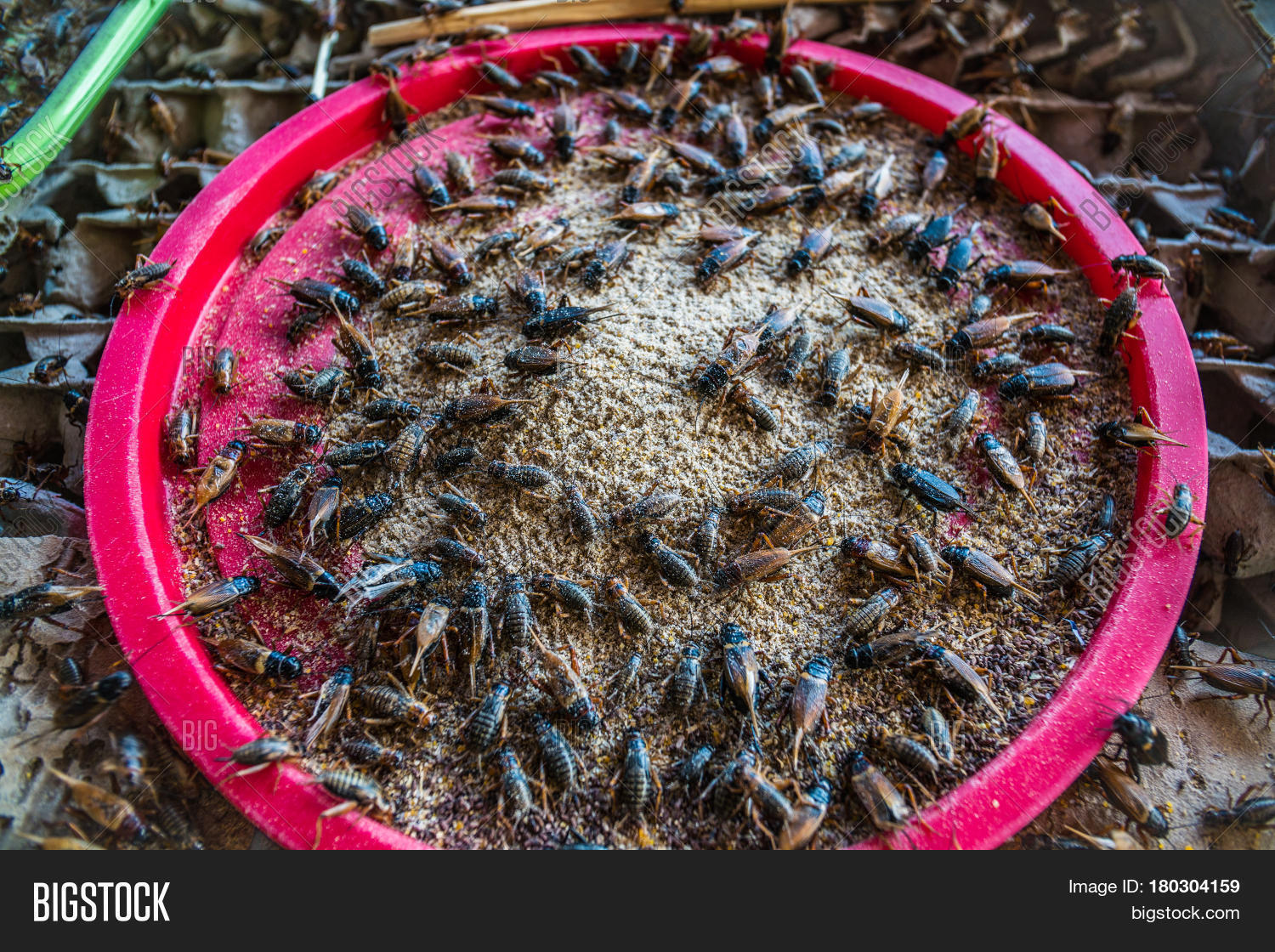 Crickets Farm Image & Photo (Free Trial) | Bigstock