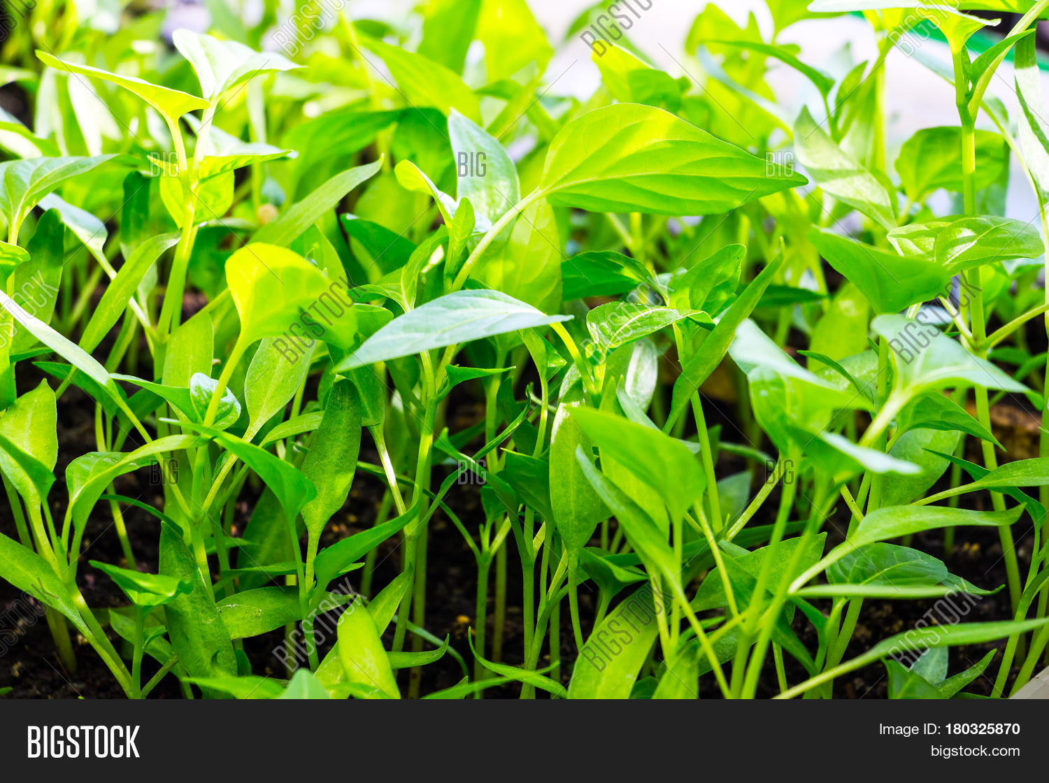 Young Green Shoots Image & Photo (Free Trial) | Bigstock