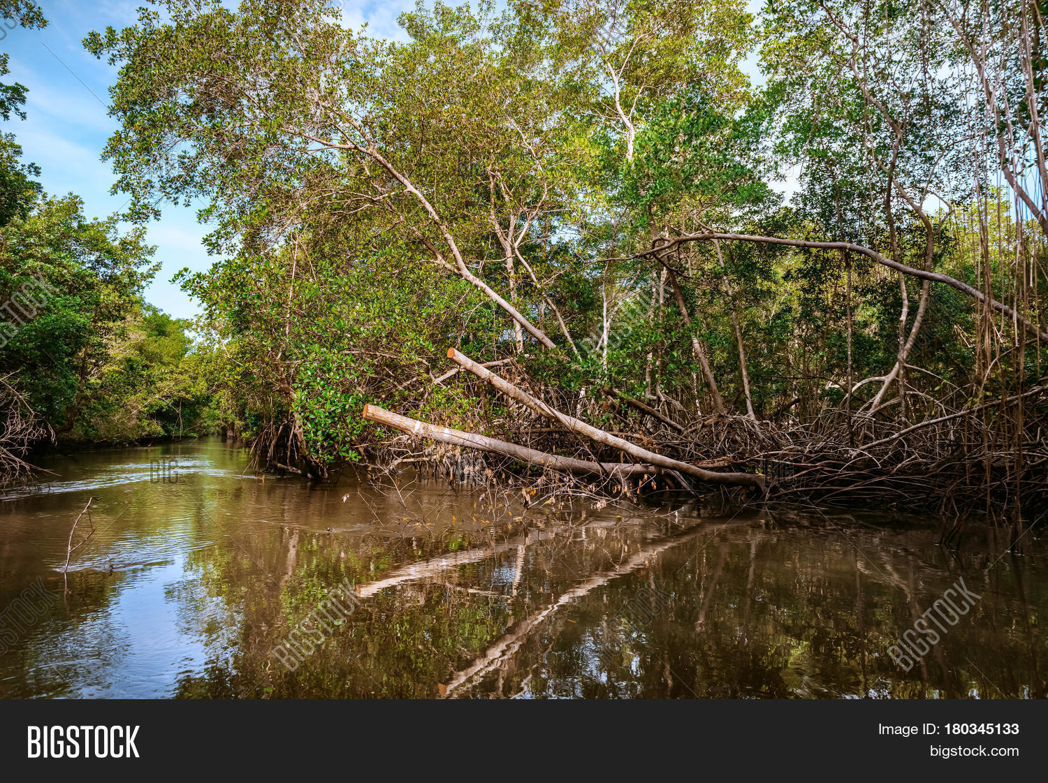 Caroni River Swamp Image & Photo (Free Trial) | Bigstock