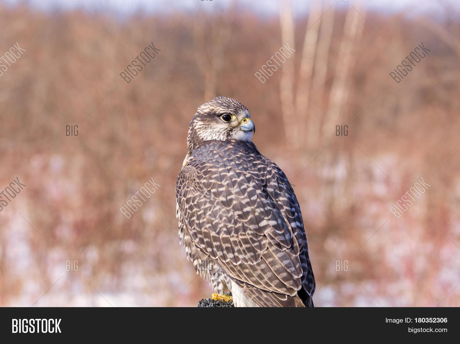 Gyrfalcon, Spelled Image & Photo (Free Trial) | Bigstock