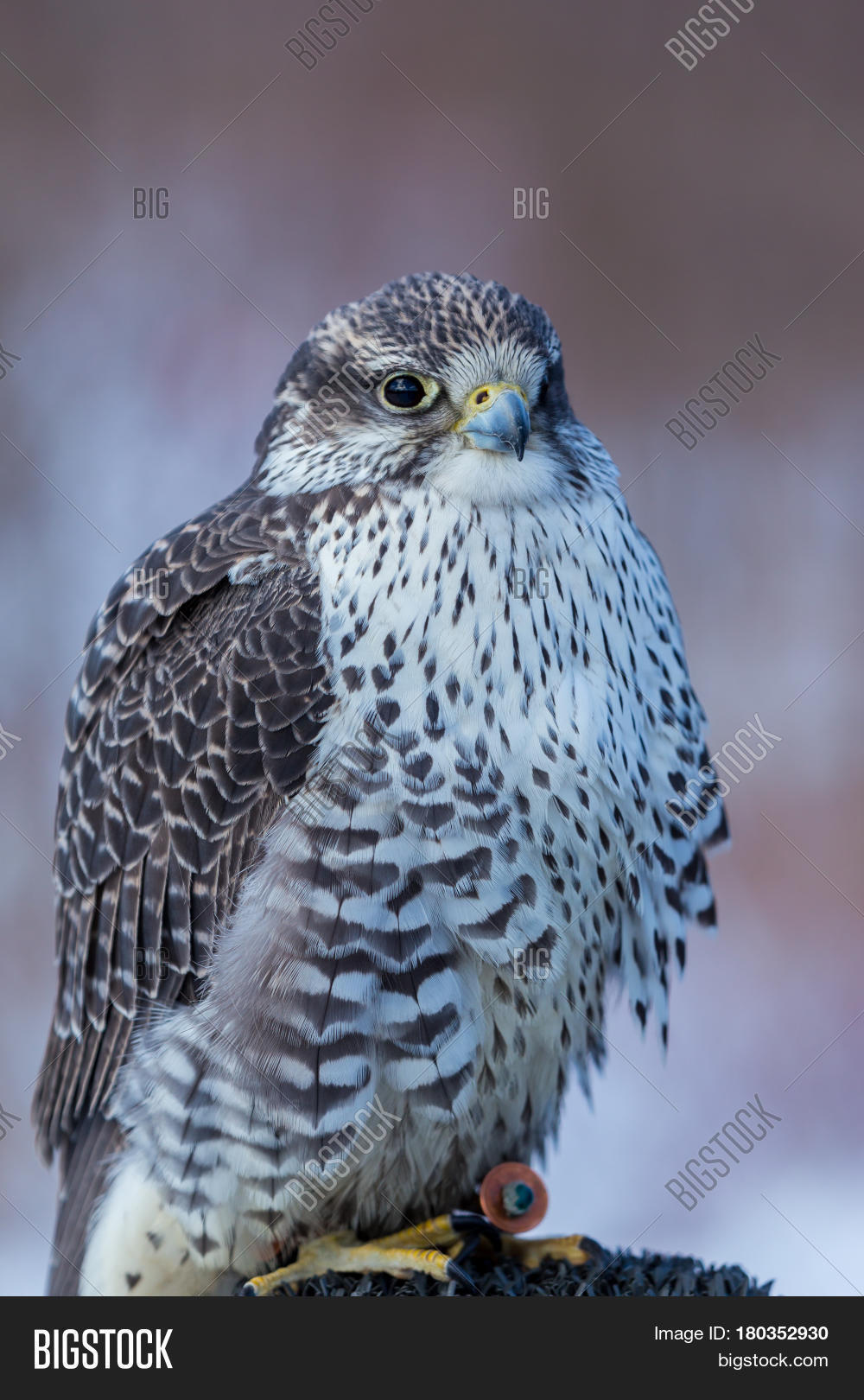 Gyrfalcon, Spelled Image & Photo (Free Trial) | Bigstock